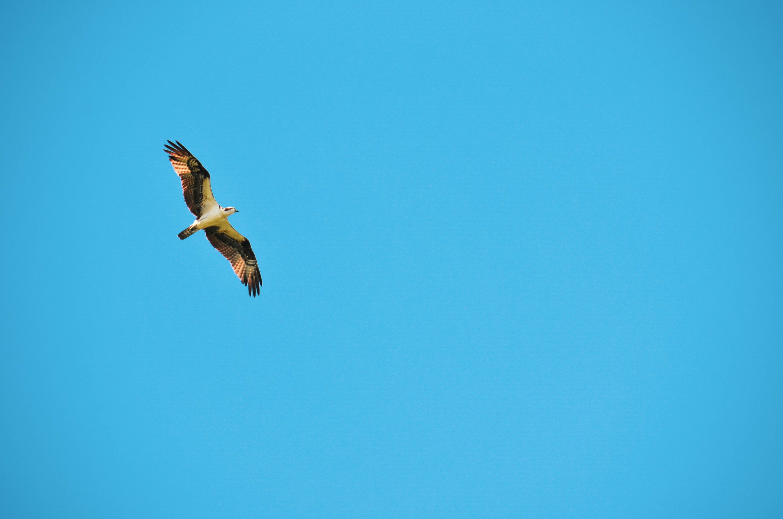 Must-See Birds of West Point Lake - Destination Troup Must-See Birds of West Point Lake - Destination Troup